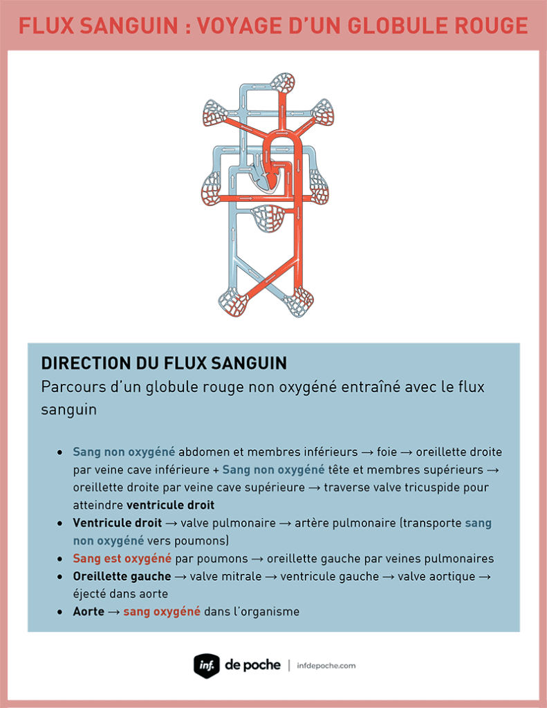 Parcours d’un globule rouge non oxygéné entraîné avec le flux sanguin ...
